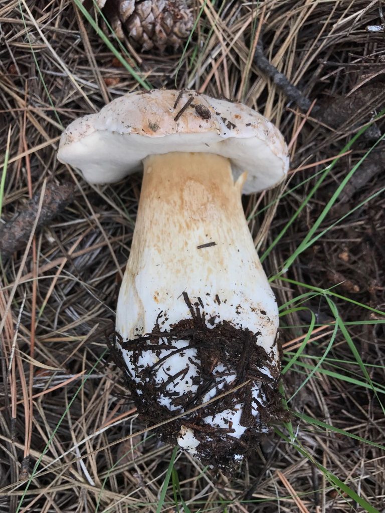 Boletus barrowsii (“White King Bolete”) | The Bolete Filter