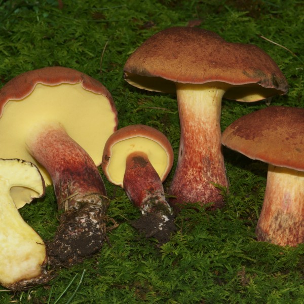 Butyriboletus persolidus (“Butter Bolete”) | The Bolete Filter