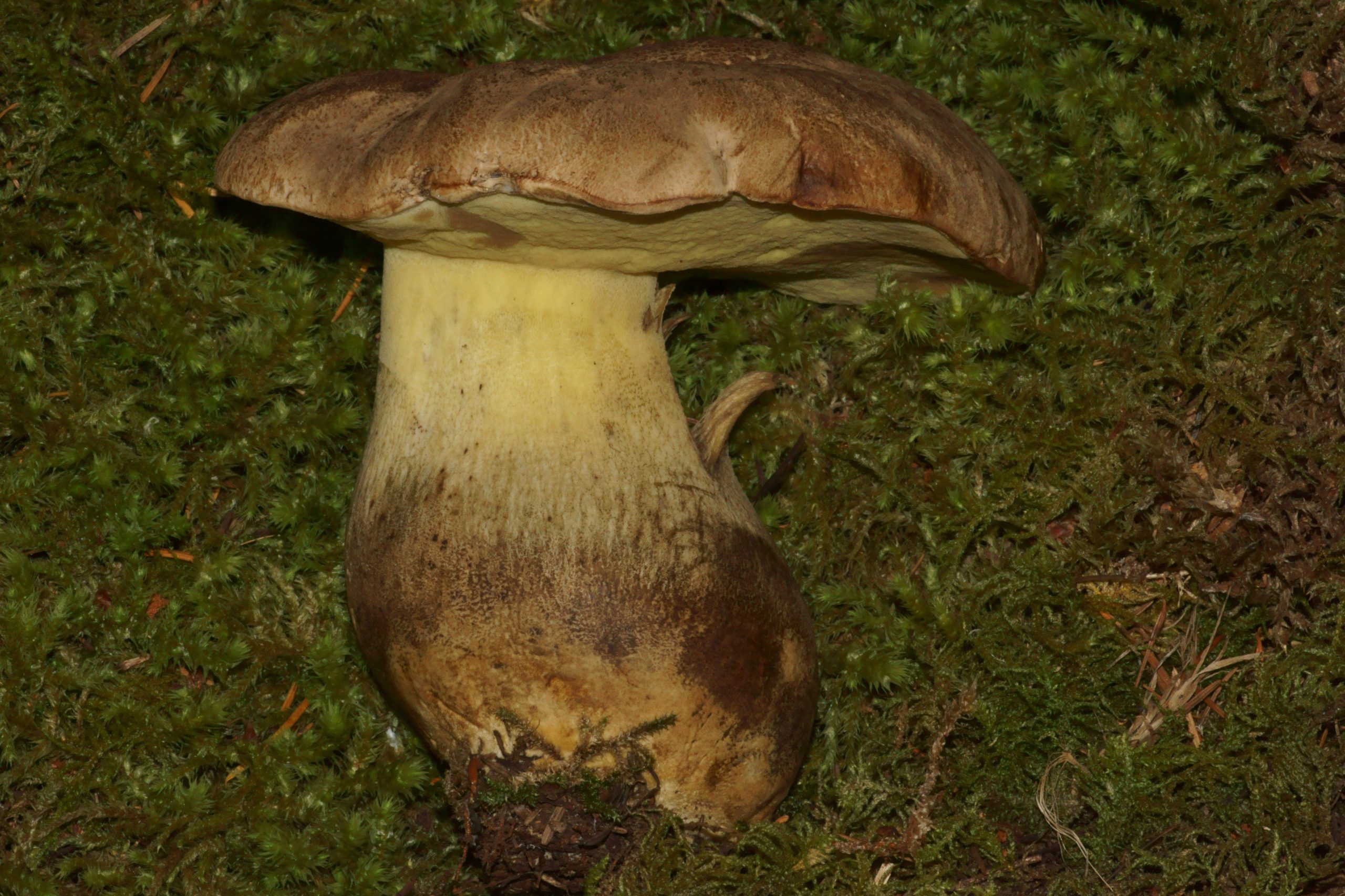 Caloboletus conifericola | The Bolete Filter