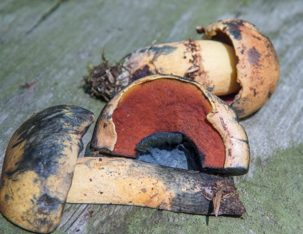 Neoboletus discolor [auct. amer.] (“Scarletina”) | The Bolete Filter