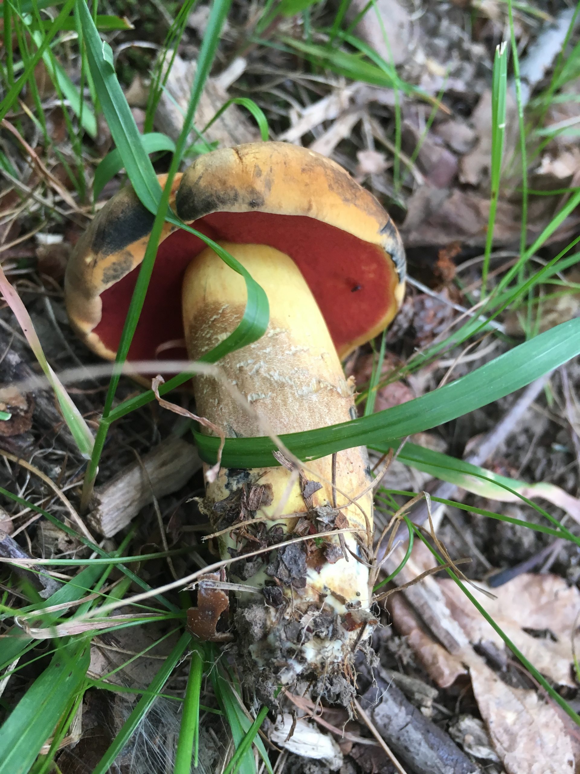 Neoboletus discolor [auct. amer.] (“Scarletina”) | The Bolete Filter