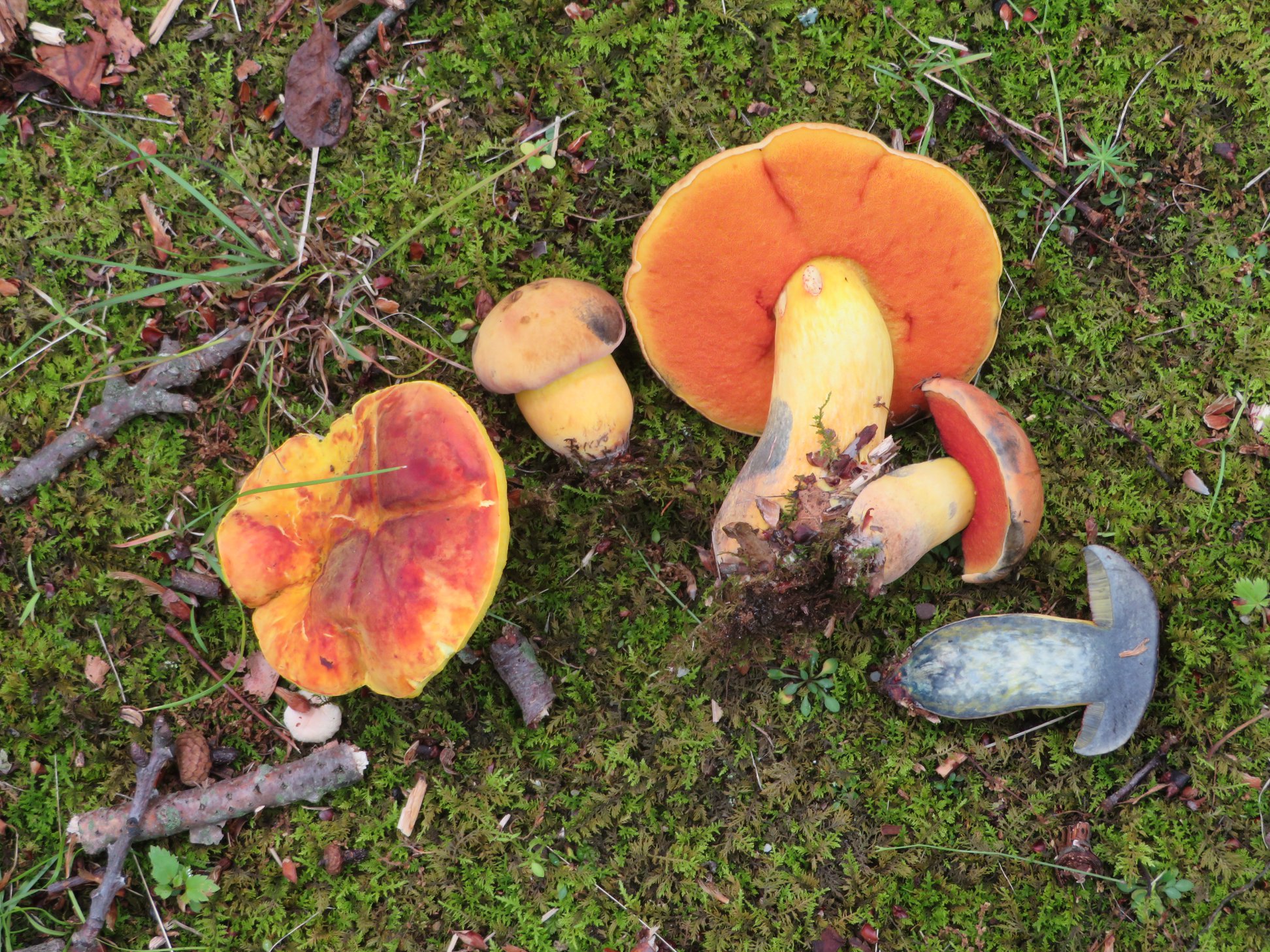 Neoboletus discolor [auct. amer.] (“Scarletina”) | The Bolete Filter
