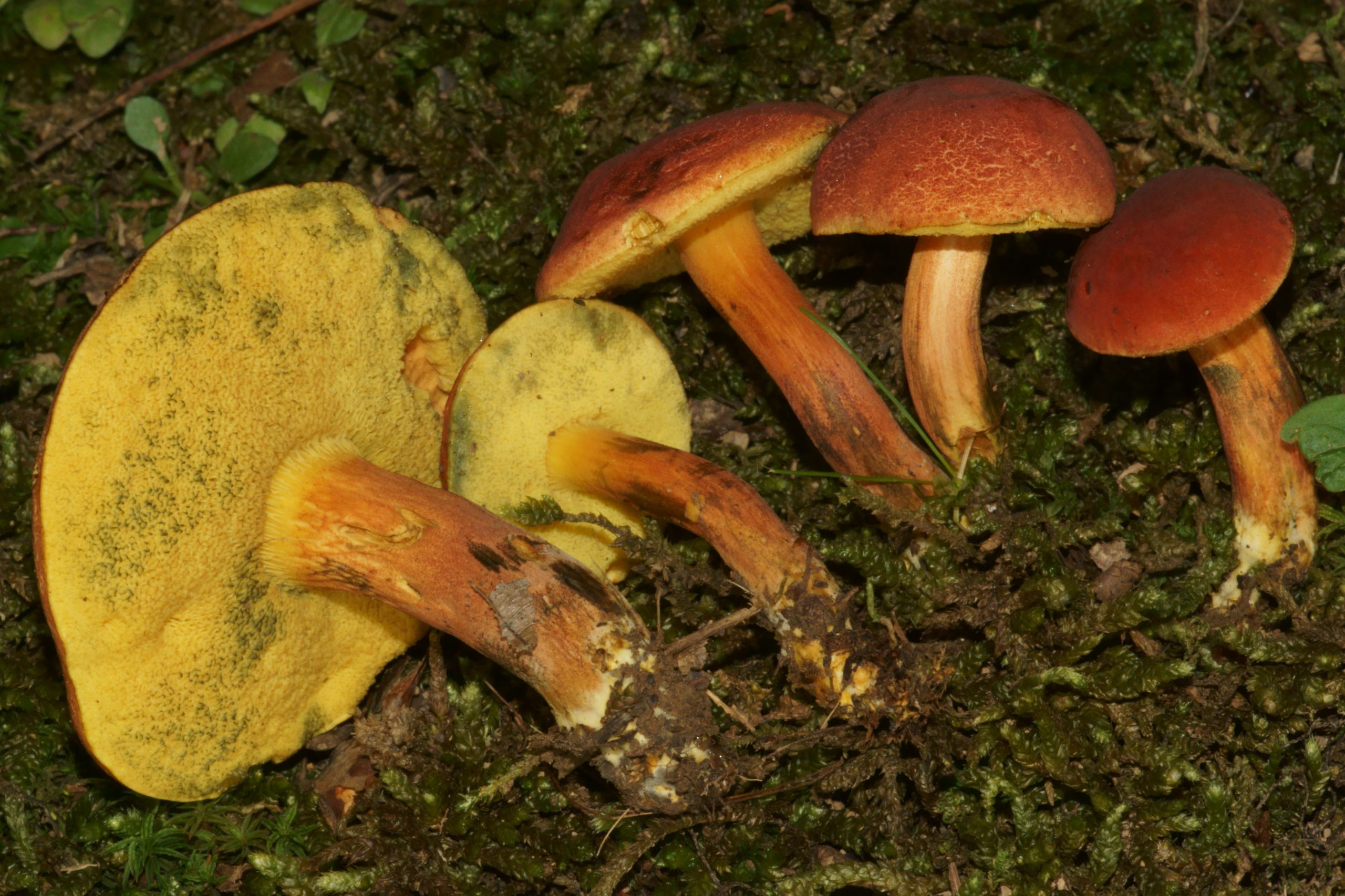 Hortiboletus flavorubellus | The Bolete Filter