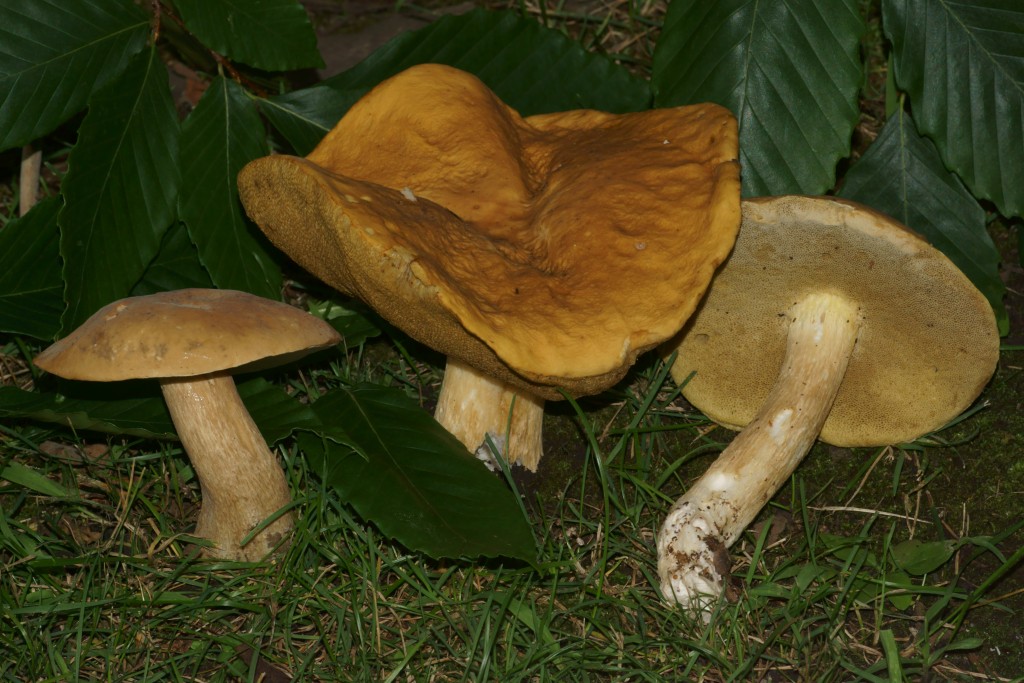 Boletus nobilis | The Bolete Filter
