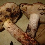 Retiboletus griseus (“Gray Bolete”) | The Bolete Filter