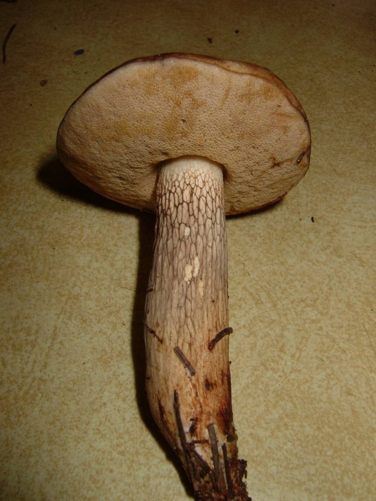 Retiboletus vinaceipes | The Bolete Filter