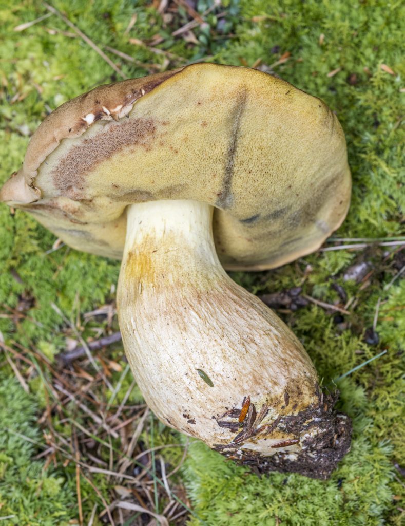Boletus huronensis (“False King Bolete”) | The Bolete Filter