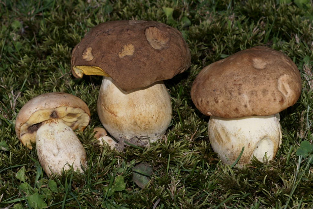 Boletus huronensis (“False King Bolete”) | The Bolete Filter
