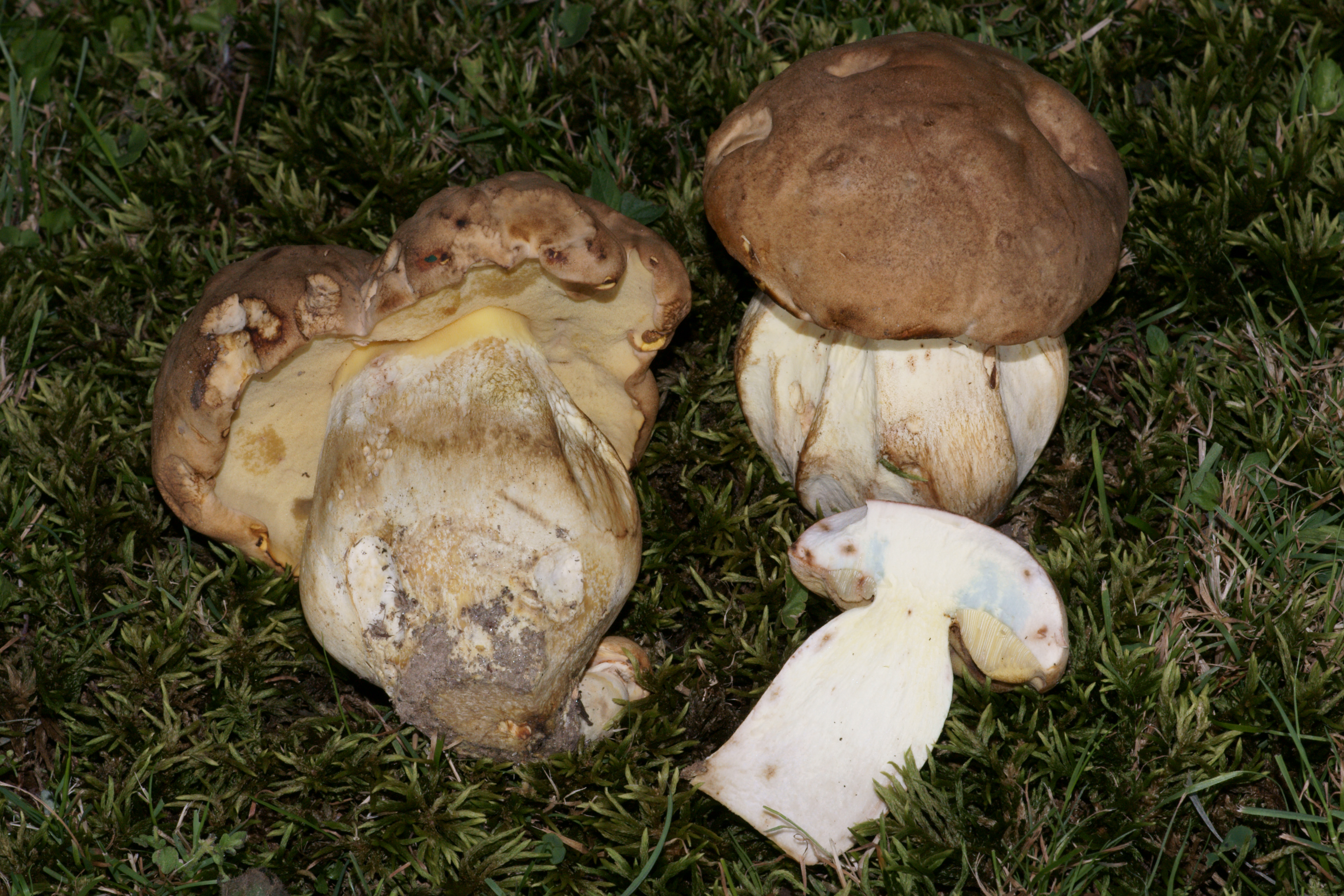 Boletus huronensis (“False King Bolete”) | The Bolete Filter