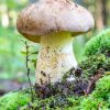 Boletus huronensis (“False King Bolete”) | The Bolete Filter