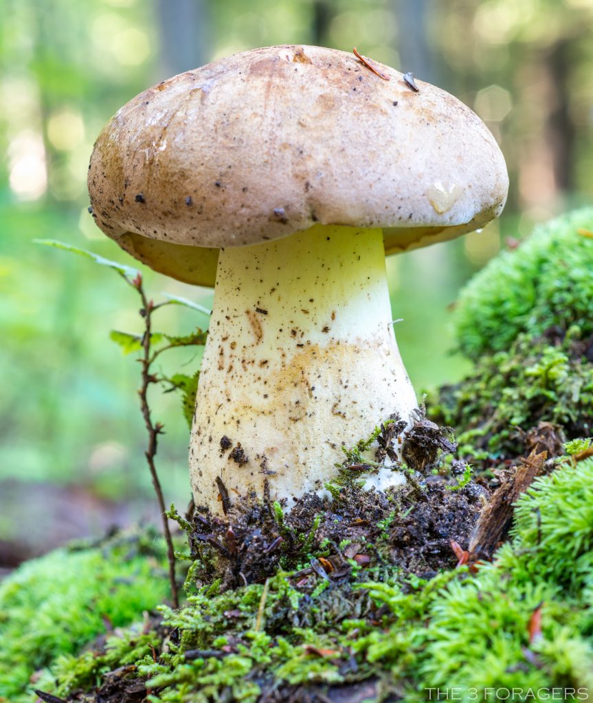 Boletus huronensis (“False King Bolete”) | The Bolete Filter