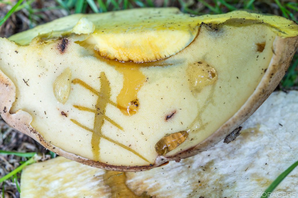 Boletus huronensis (“False King Bolete”) | The Bolete Filter