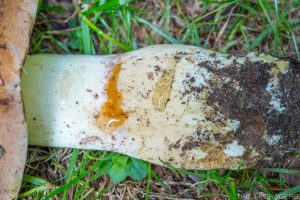 Boletus huronensis (“False King Bolete”) | The Bolete Filter