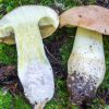 Boletus huronensis (“False King Bolete”) | The Bolete Filter