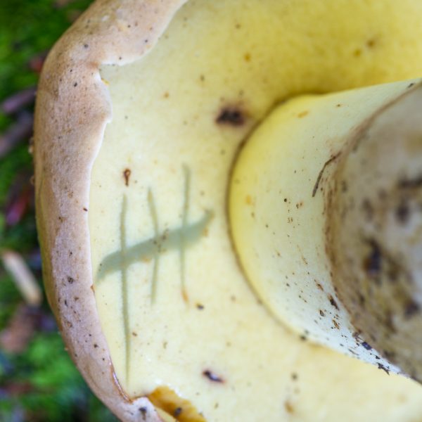 Boletus huronensis (“False King Bolete”) | The Bolete Filter