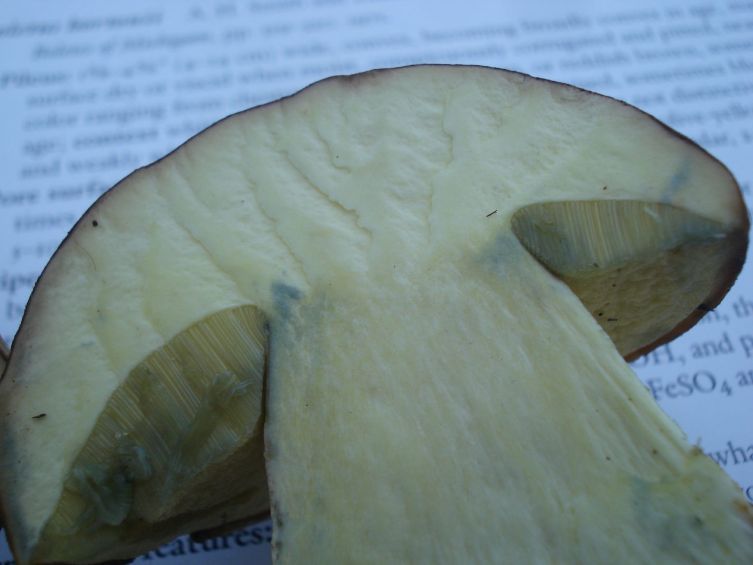 Boletus huronensis (“False King Bolete”) | The Bolete Filter