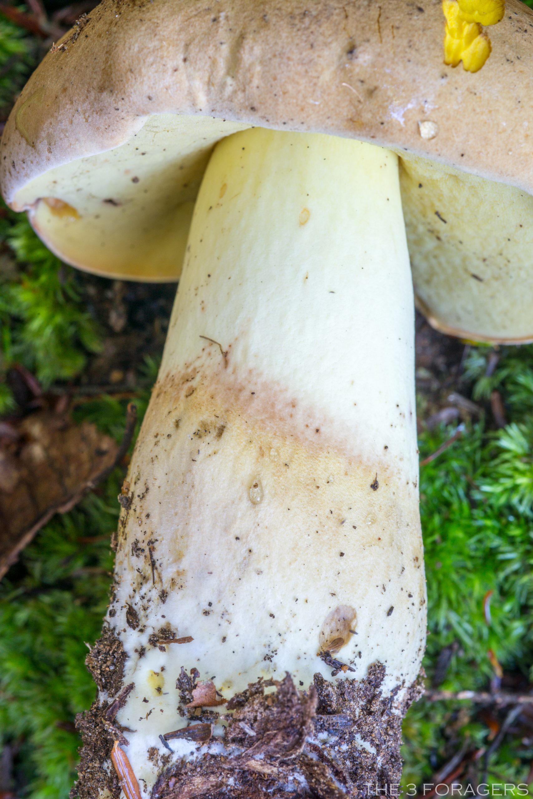 Boletus huronensis (“False King Bolete”) | The Bolete Filter
