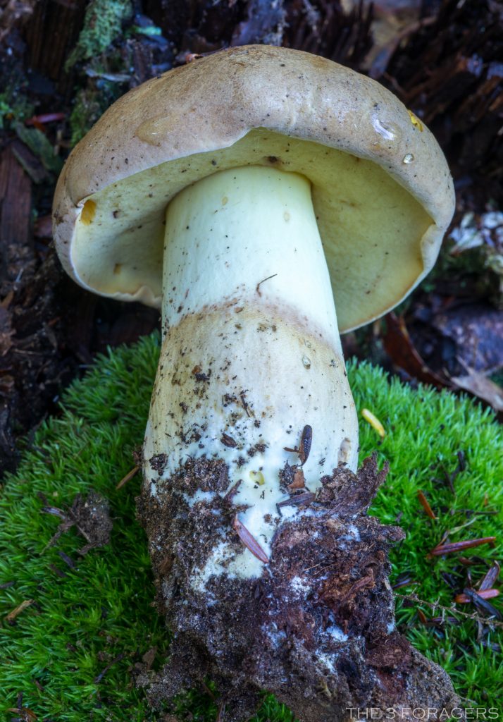 Boletus huronensis (“False King Bolete”) | The Bolete Filter