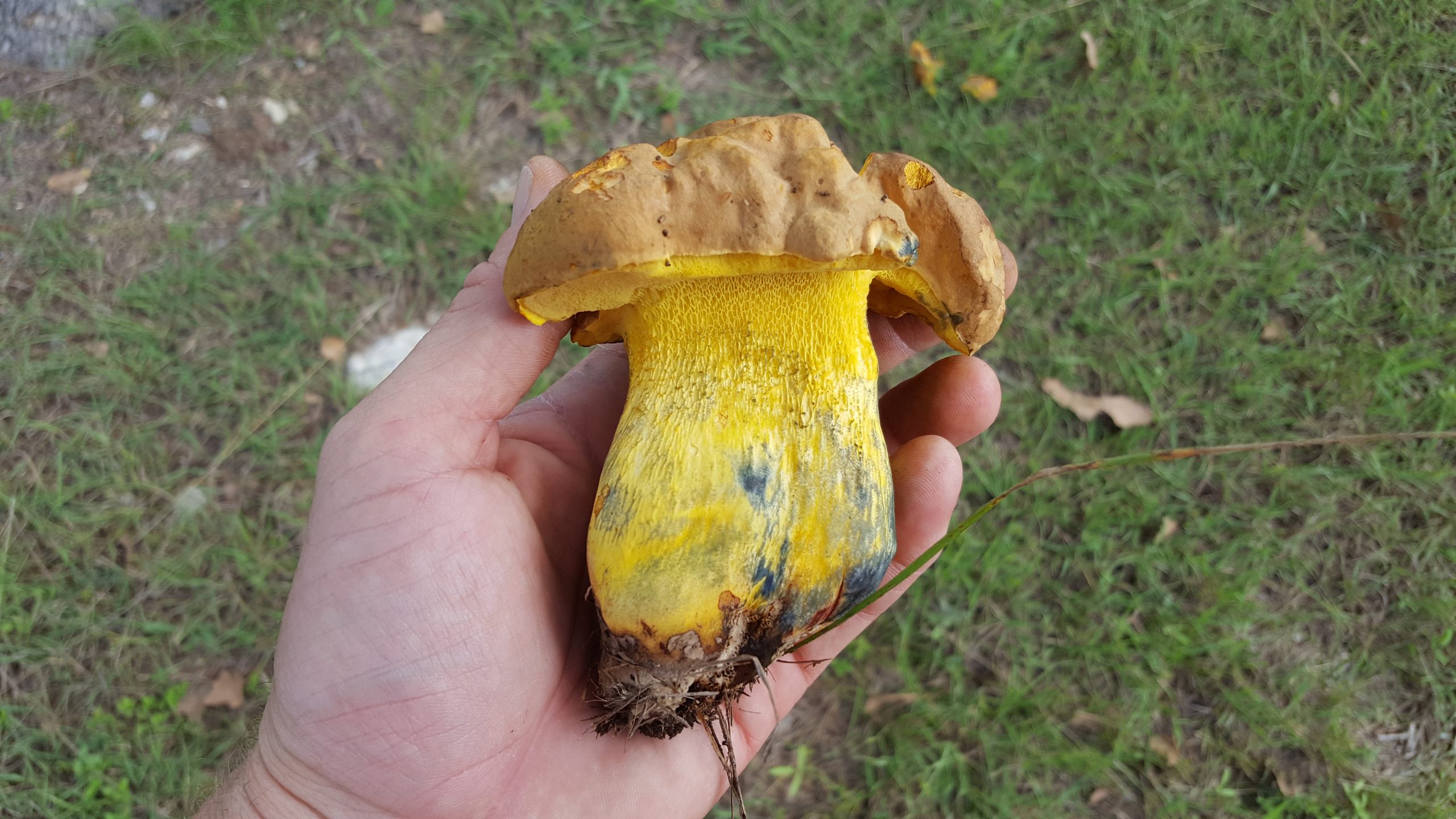 Boletus luridellus | The Bolete Filter
