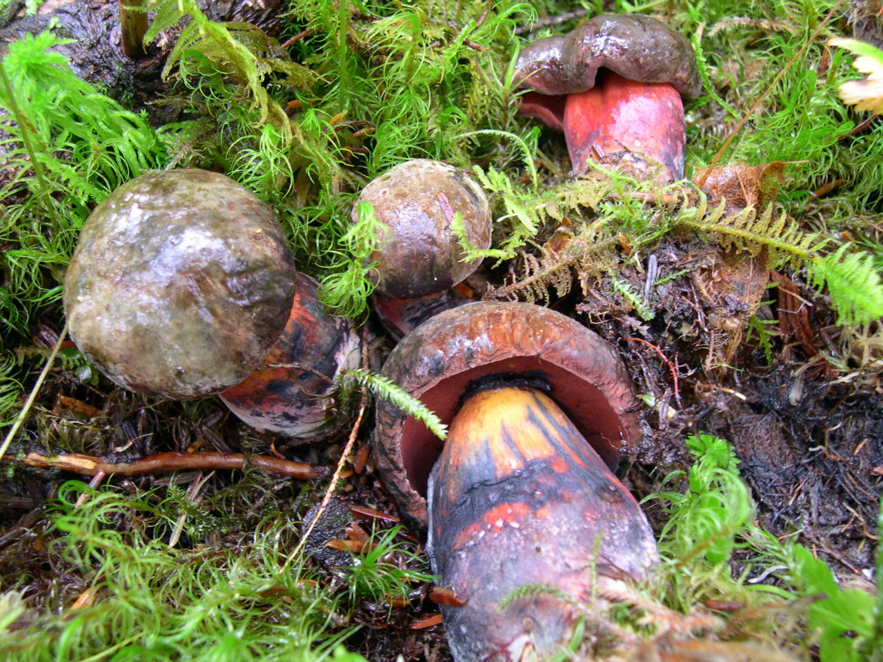 Boletus subvelutipes group (“Red Mouth Bolete”) | The Bolete Filter