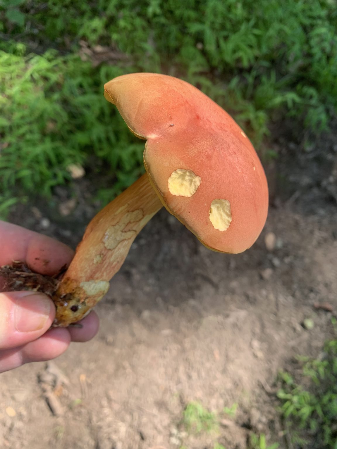 Boletus miniato-pallescens | The Bolete Filter