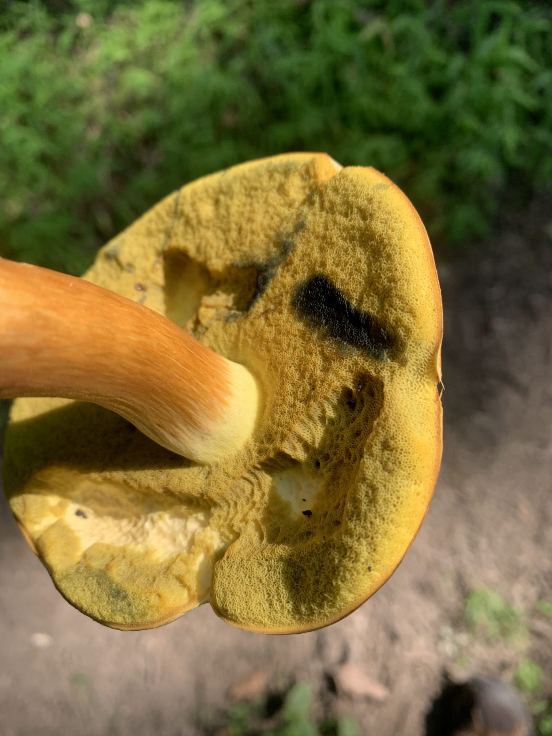 Boletus miniato-pallescens | The Bolete Filter