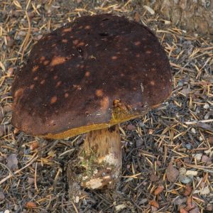 Aureoboletus mirabilis (“Admirable Bolete”) | The Bolete Filter