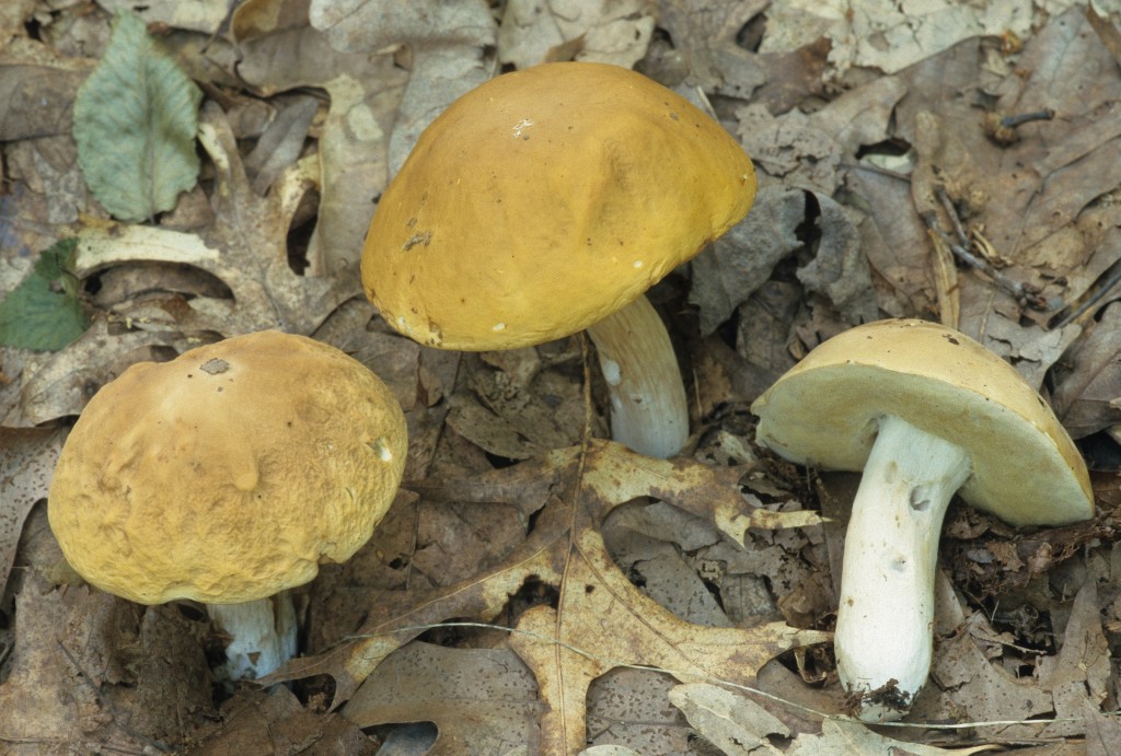 Boletus nobilis | The Bolete Filter