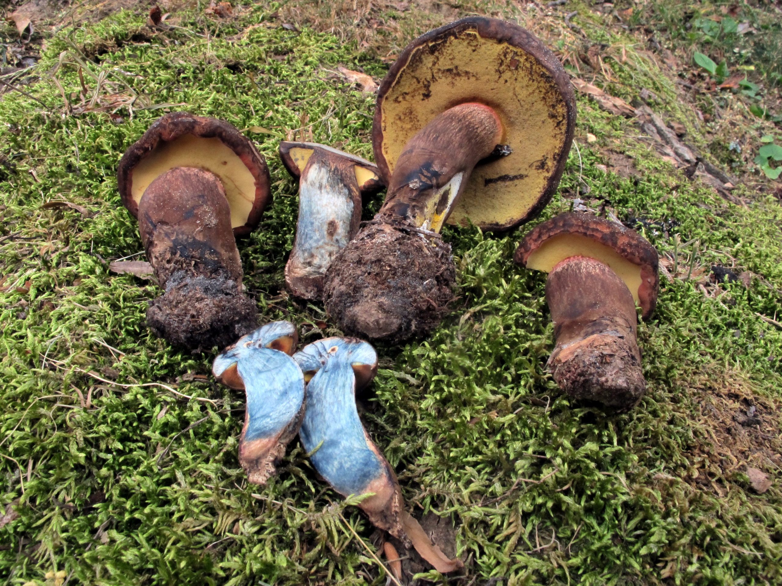 Boletus oliveisporus | The Bolete Filter