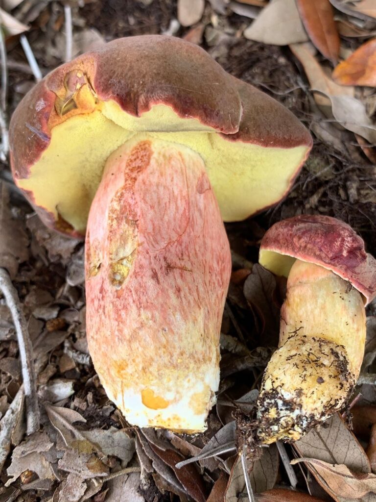 Boletus patrioticus (“Patriotic Bolete”) | The Bolete Filter