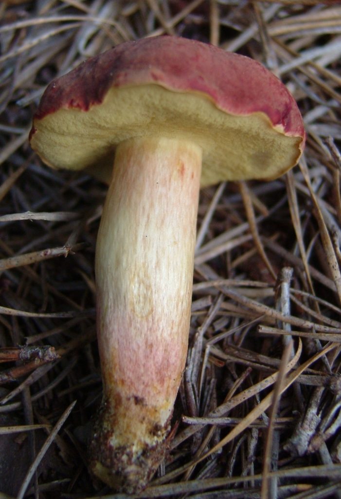 Boletus patrioticus (“Patriotic Bolete”) | The Bolete Filter