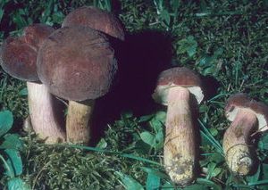 Boletus patrioticus (“Patriotic Bolete”) | The Bolete Filter