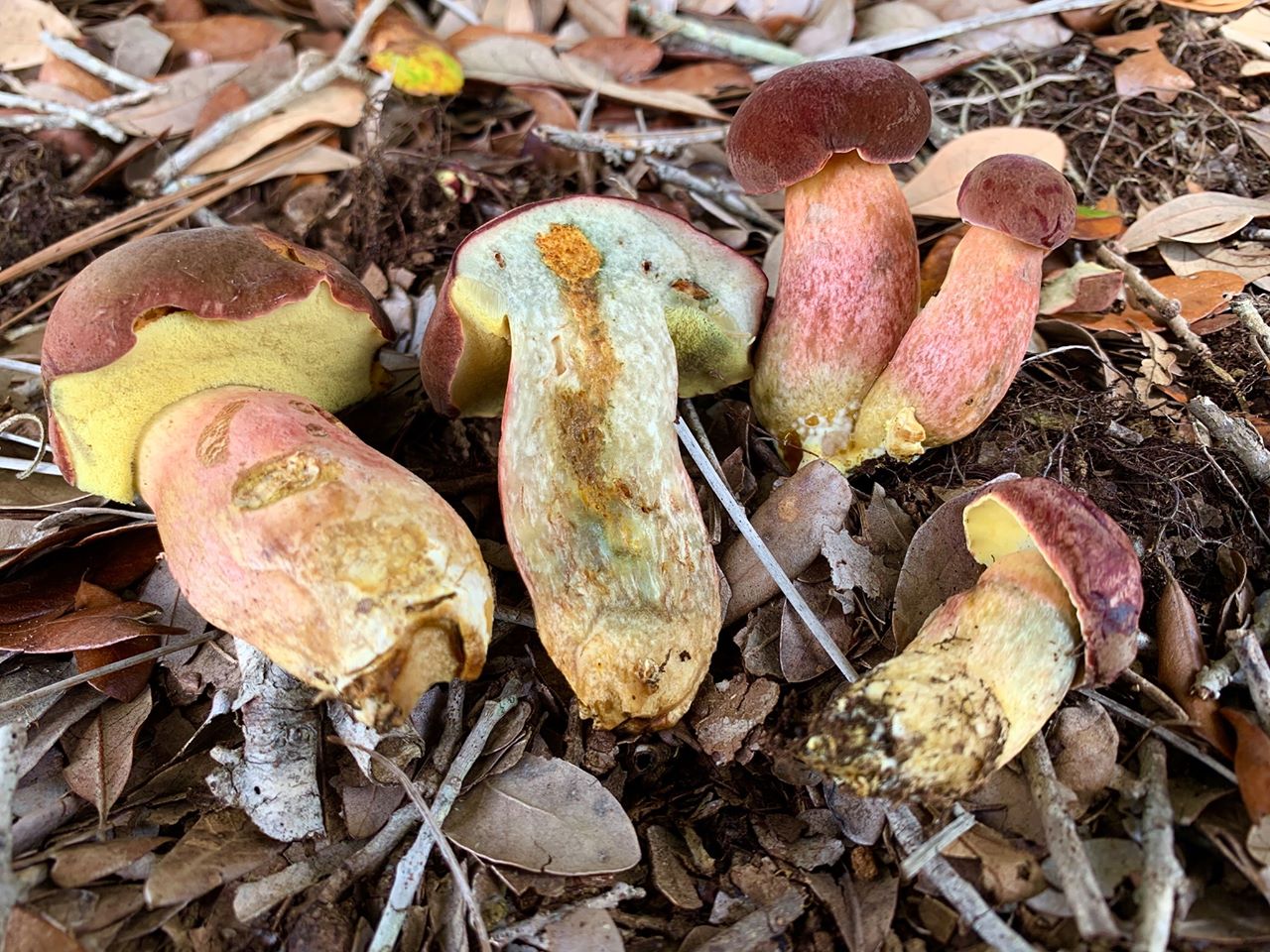 Boletus patrioticus (“Patriotic Bolete”) | The Bolete Filter