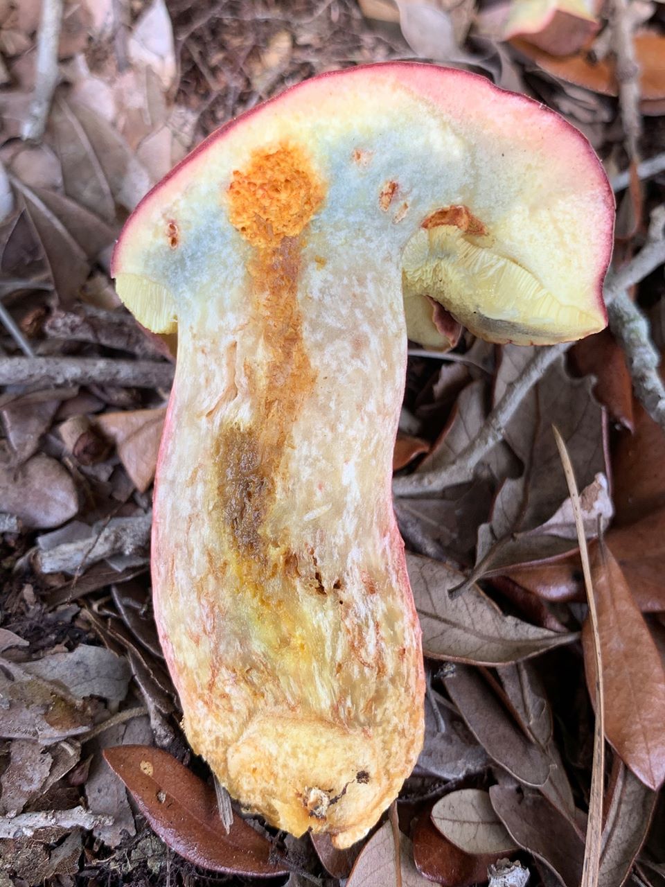 Boletus patrioticus (“Patriotic Bolete”) | The Bolete Filter