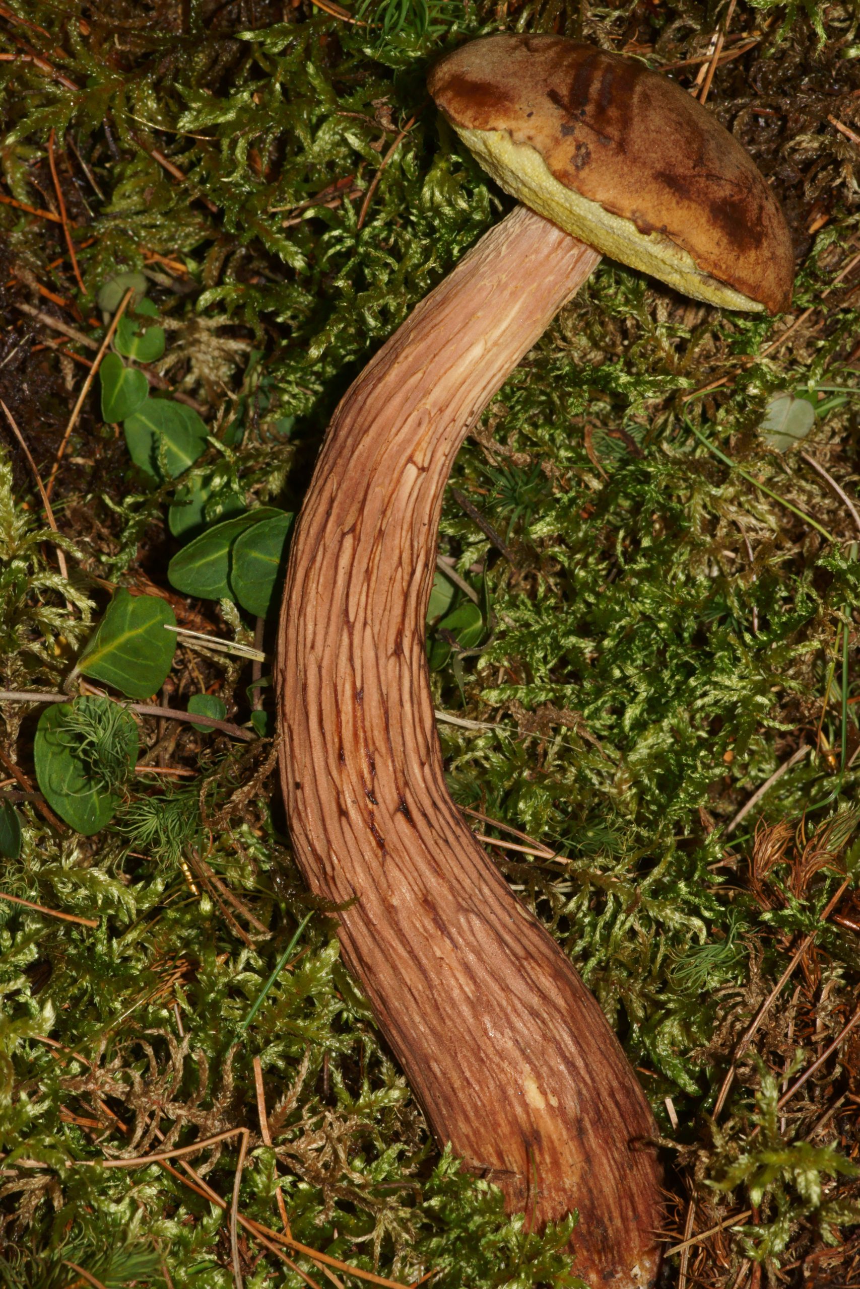 Aureoboletus projectellus | The Bolete Filter