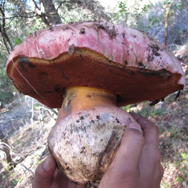 Rubroboletus pulcherrimus (“Red-Pored Bolete”) | The Bolete Filter