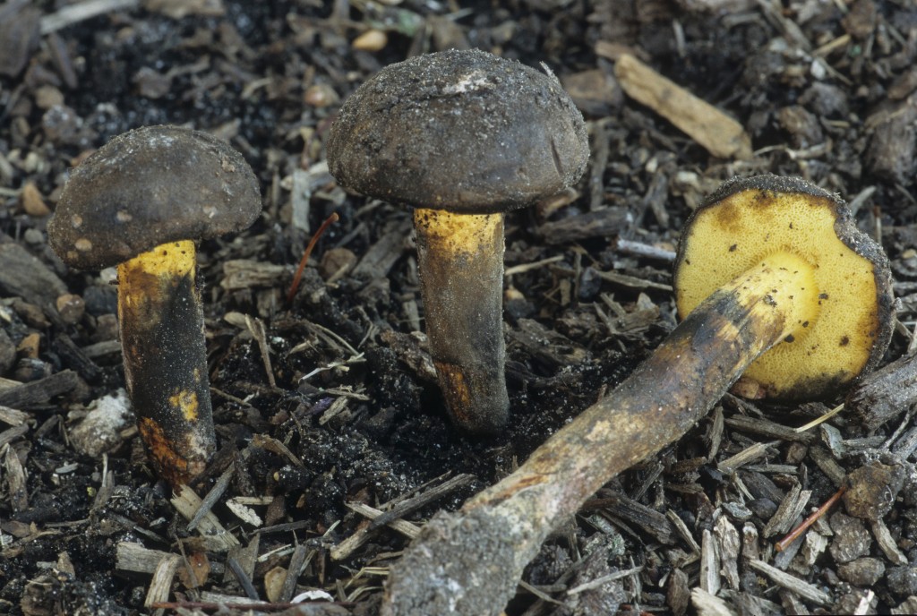 Cyanoboletus cyaneitinctus | The Bolete Filter