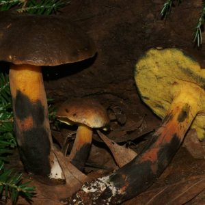 Cyanoboletus cyaneitinctus | The Bolete Filter