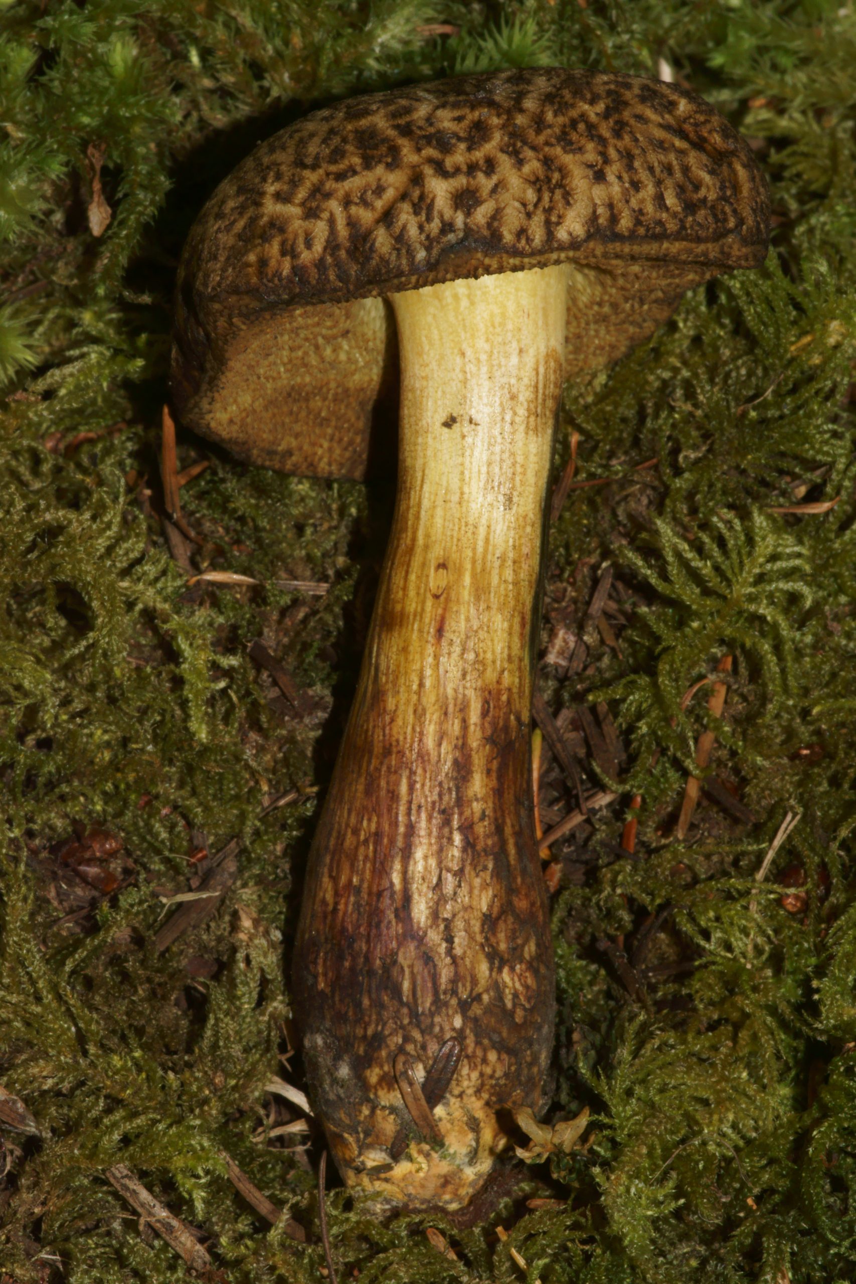Xerocomellus rainisiae | The Bolete Filter
