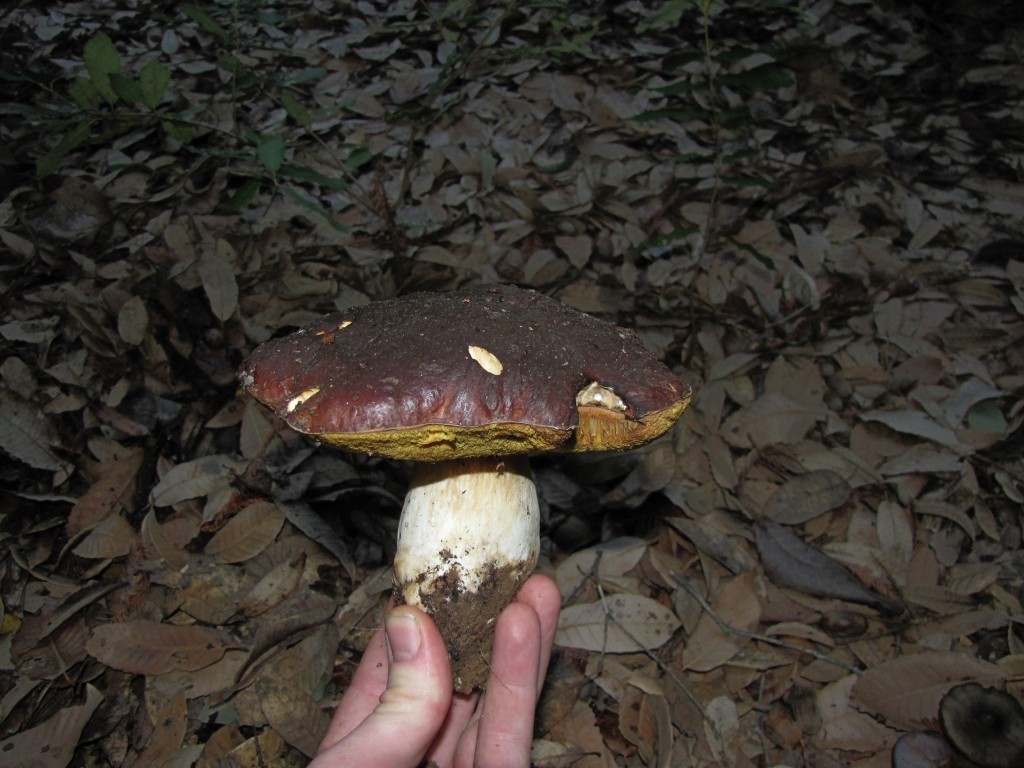 Boletus regineus (“Queen Bolete”) | The Bolete Filter