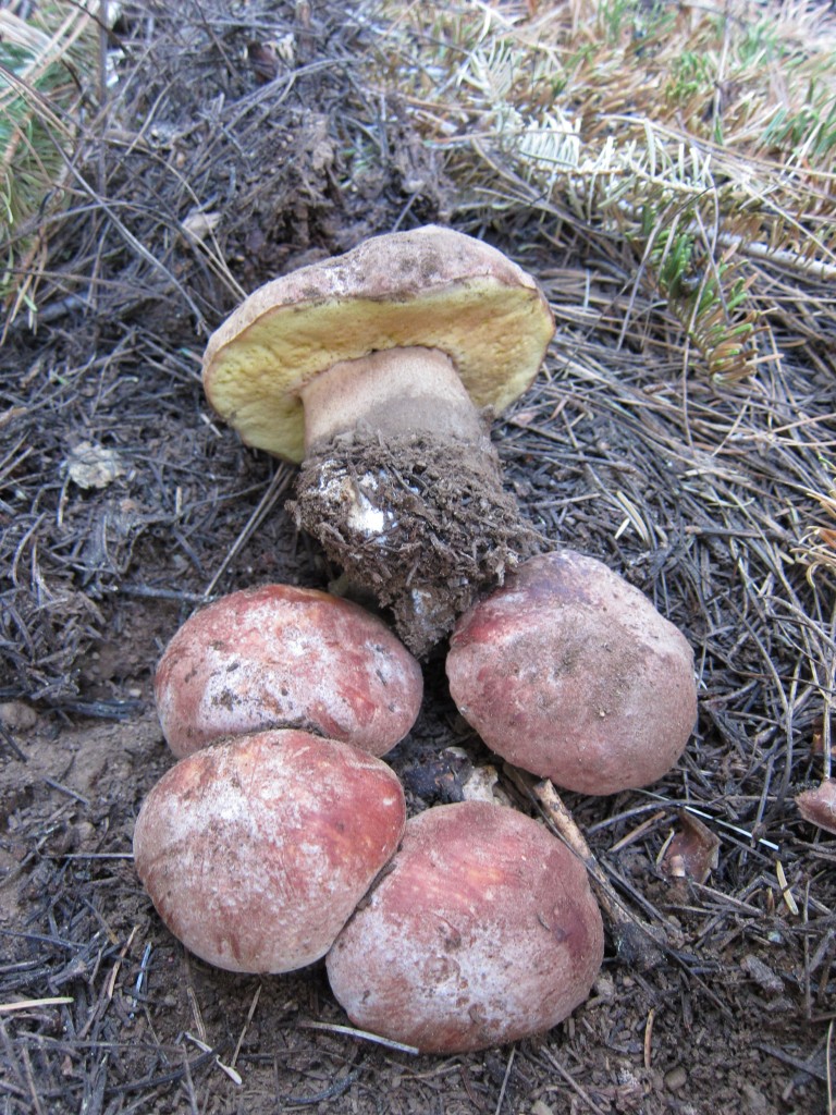 Boletus rex-veris | The Bolete Filter