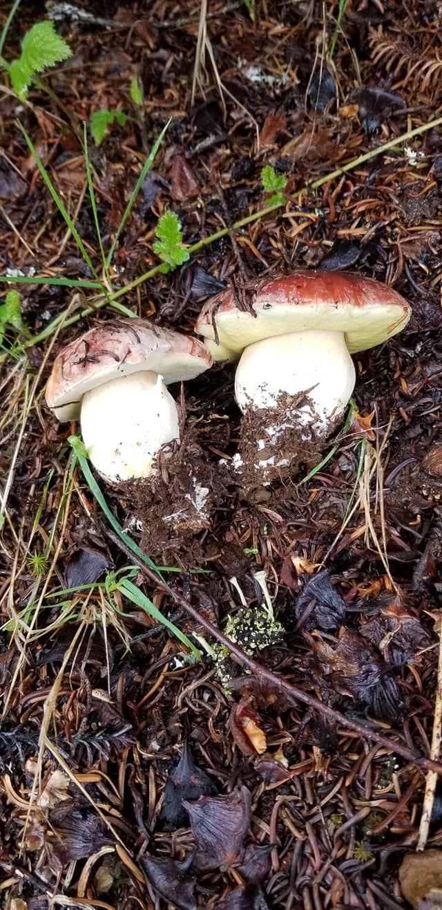 Boletus rex-veris | The Bolete Filter