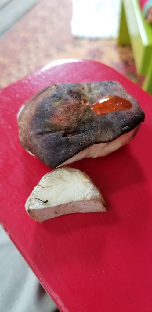 Boletus rex-veris | The Bolete Filter