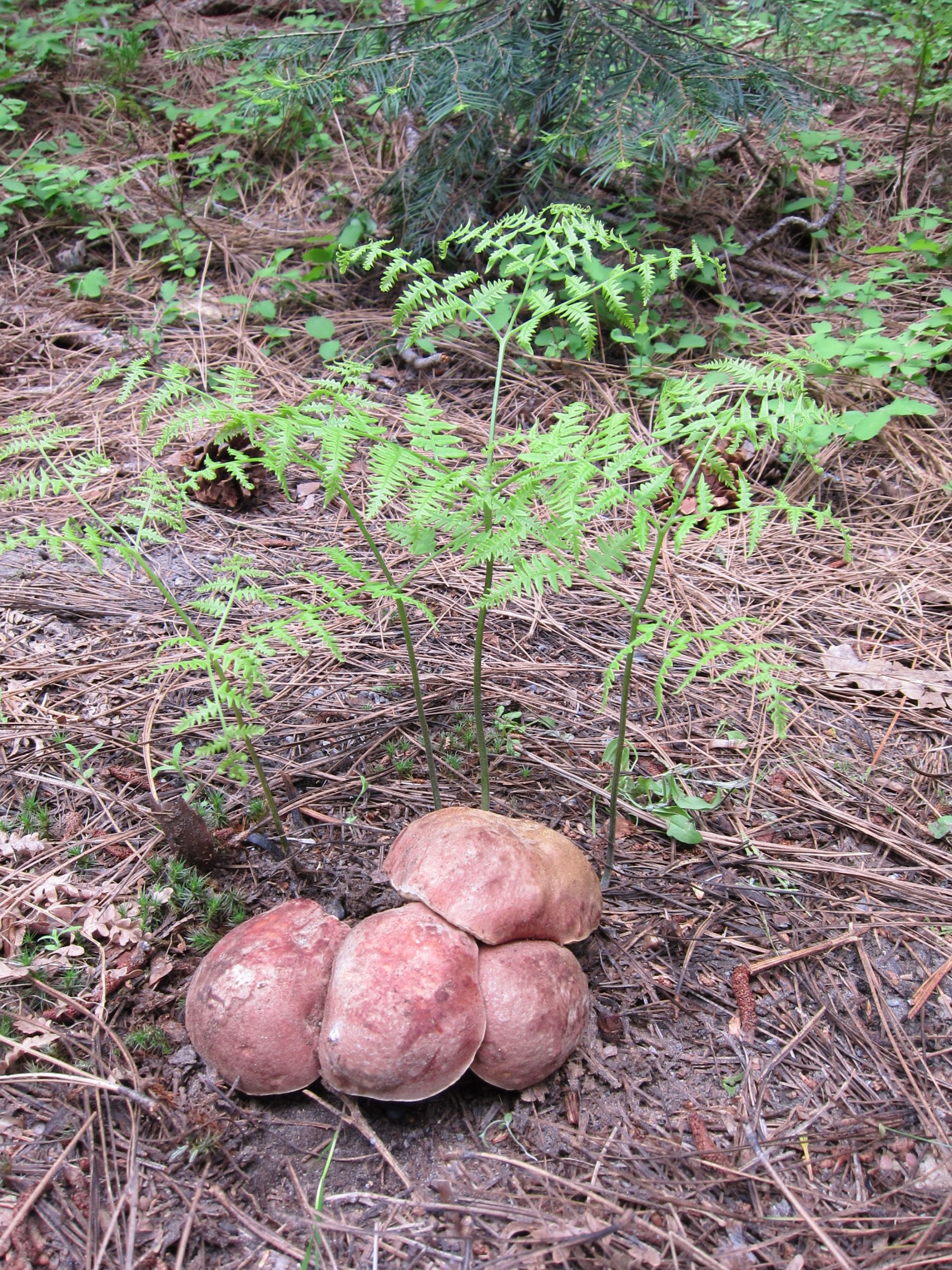 Boletus rex-veris | The Bolete Filter