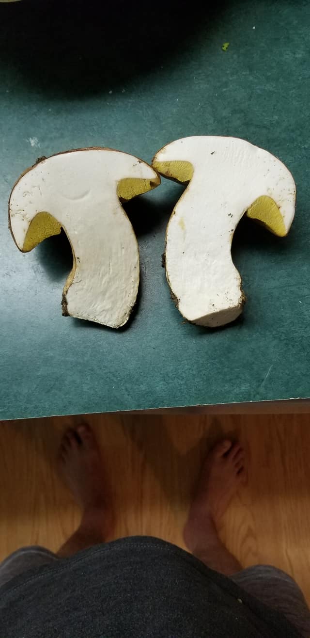 Boletus rex-veris | The Bolete Filter