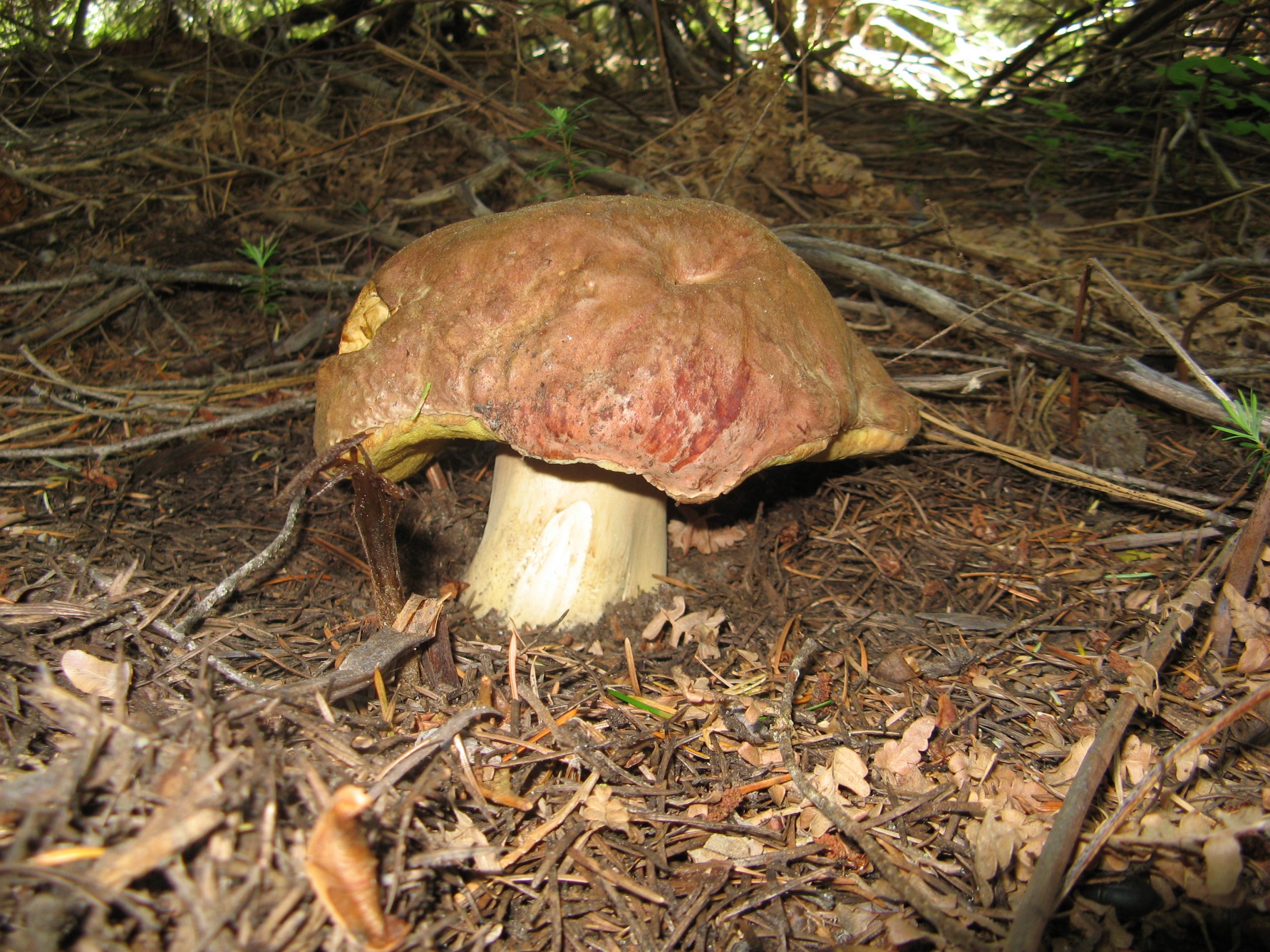 Boletus rex-veris | The Bolete Filter
