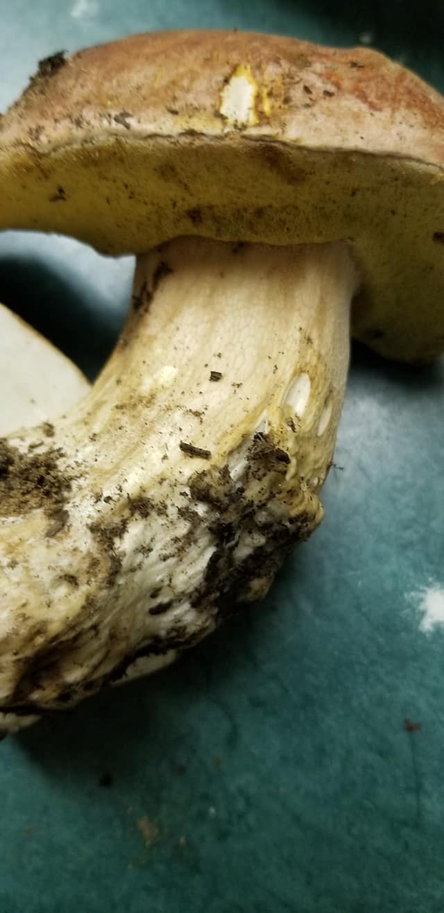 Boletus rex-veris | The Bolete Filter