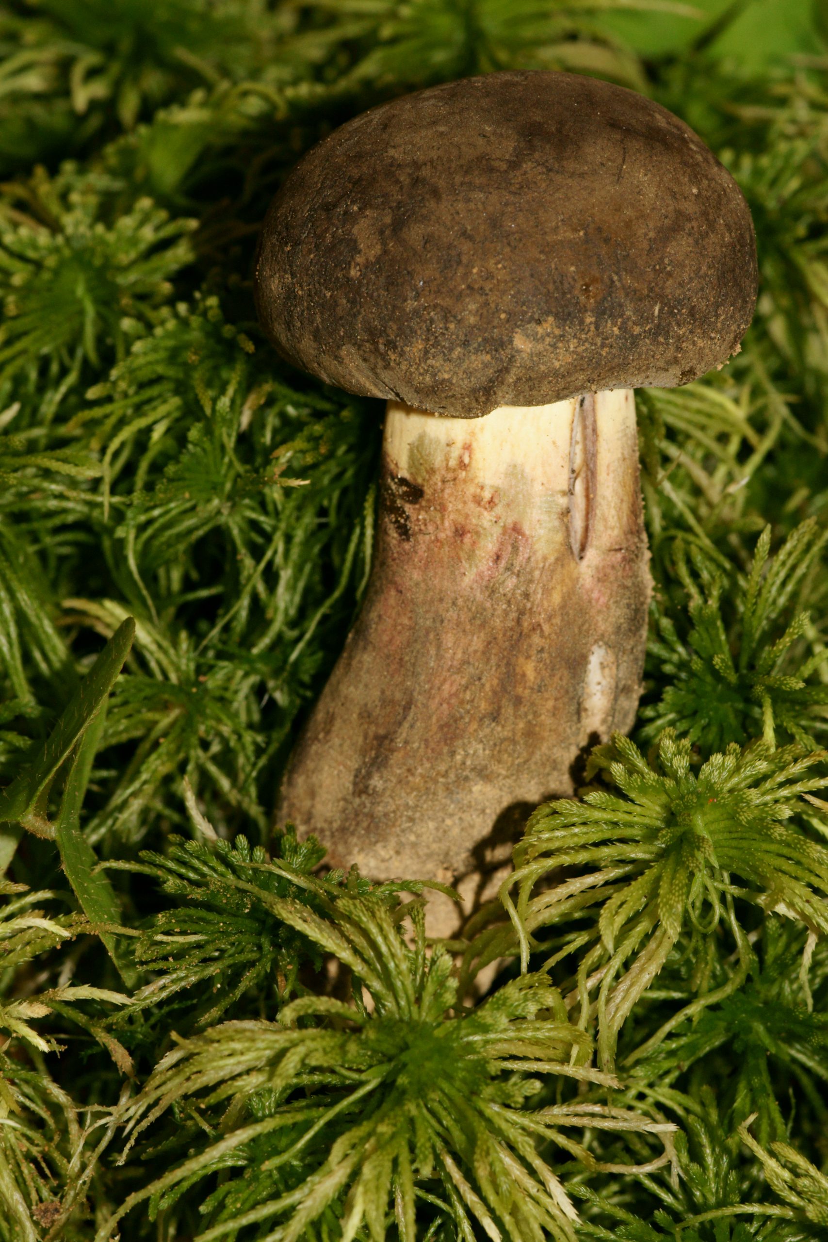 Caloboletus roseipes (“Rosy Foot Bolete”) | The Bolete Filter