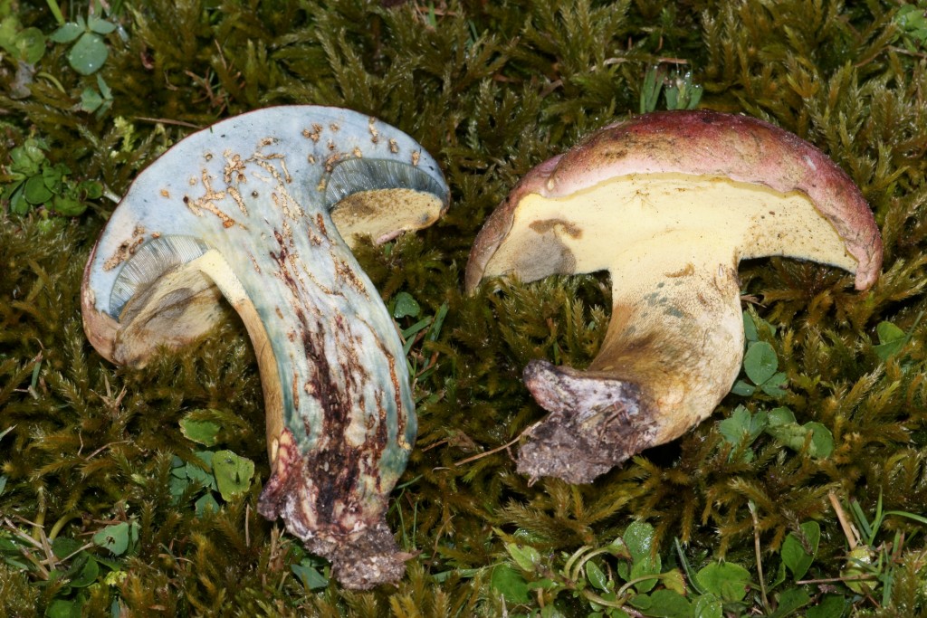 Butyriboletus roseopurpureus | The Bolete Filter