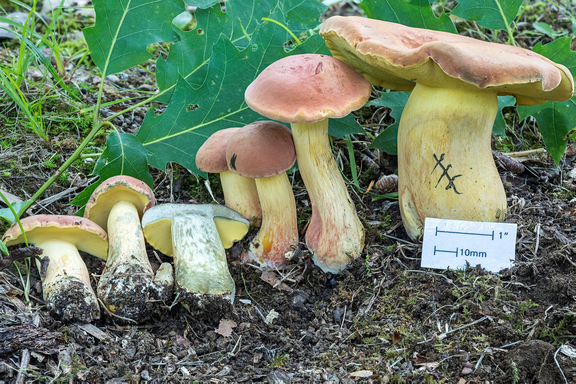 Boletus sensibilis (“Curry Bolete”) | The Bolete Filter